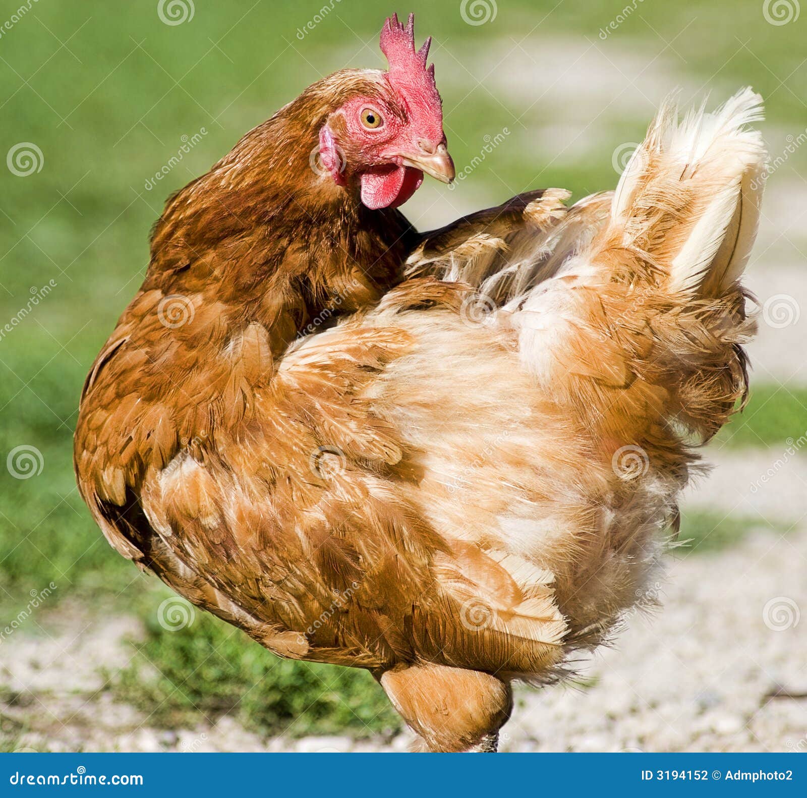 Little red hen stock photo. Image of rural, agriculture - 3194152