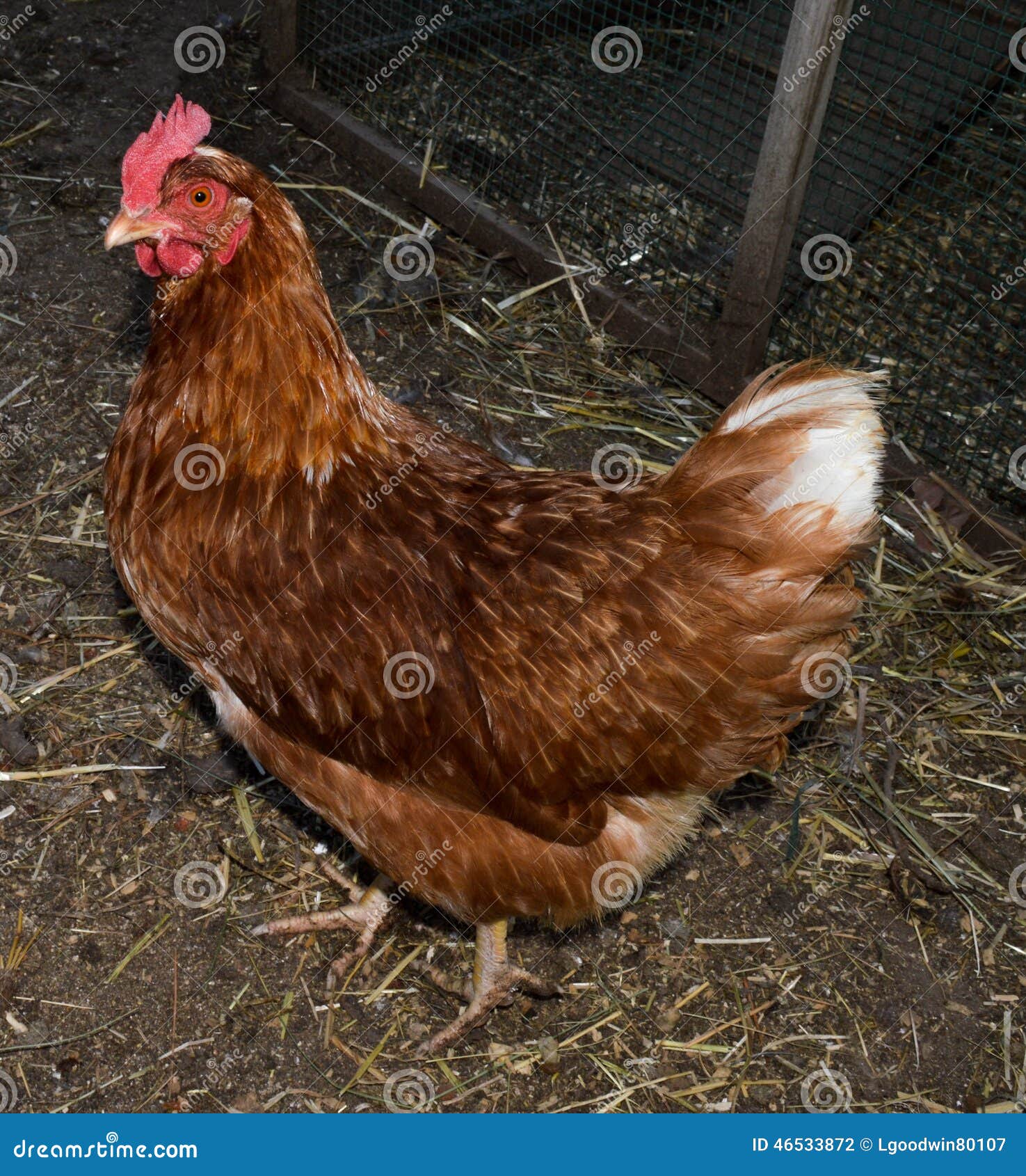 Little Red Hen stock photo. Image of close, chickens - 46533872