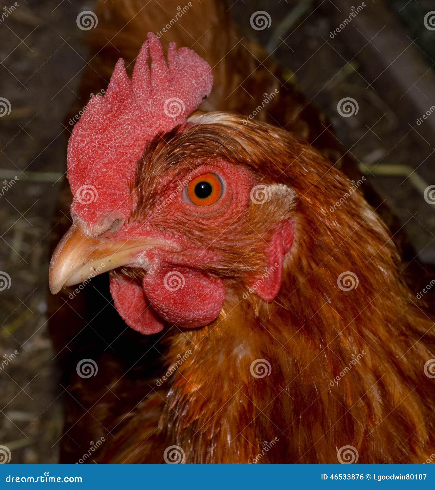 Little Red Hen Even Closer stock photo. Image of closer - 46533876