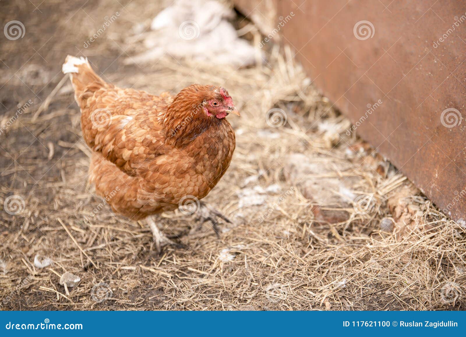 The little red hen stock photo. Image of grey, country - 117621100