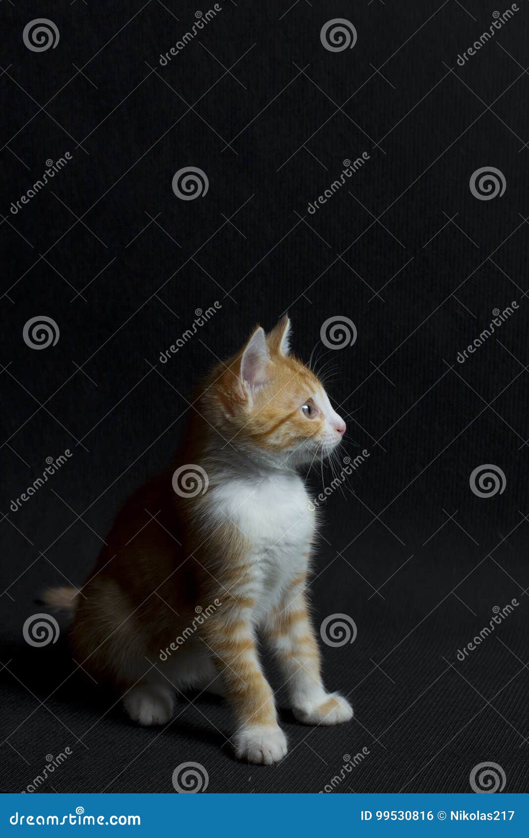 Little red kitten stock photo. Image of beautiful, examining - 99530816
