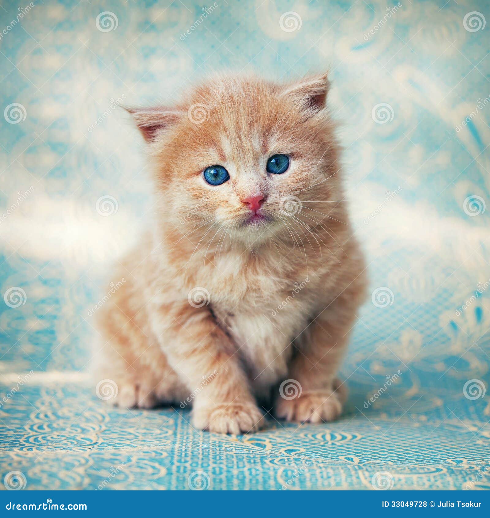 Little red kitten stock photo. Image of child, adorable - 33049728