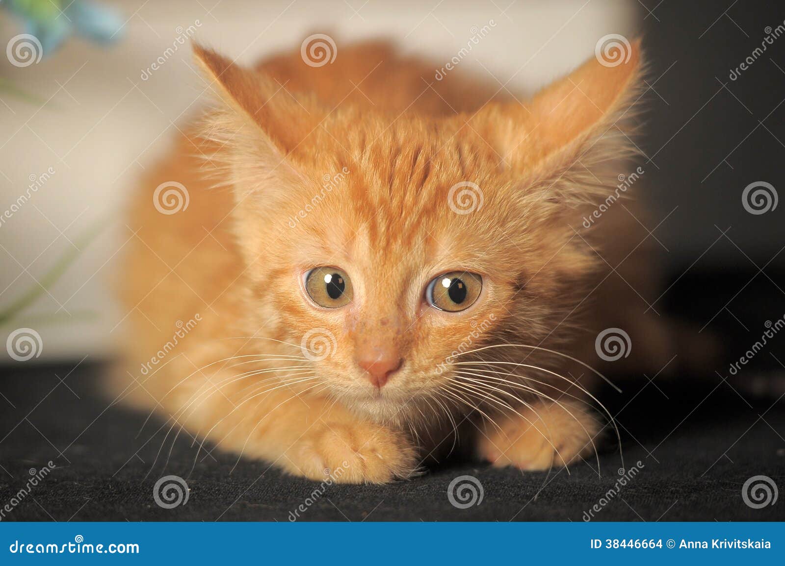 Little red kitten stock photo. Image of kitten, kitty - 38446664