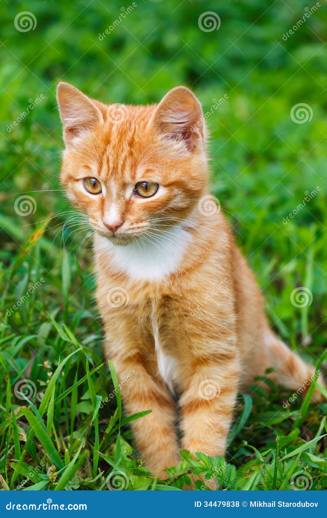 Little red kitten stock photo. Image of home, outdoor - 34479838