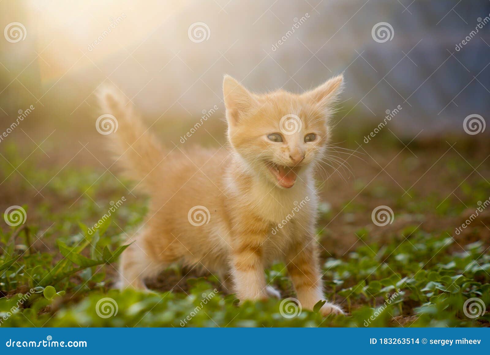 Portrait of Ginger Kitten on Field on Green Grass Stock Photo - Image ...