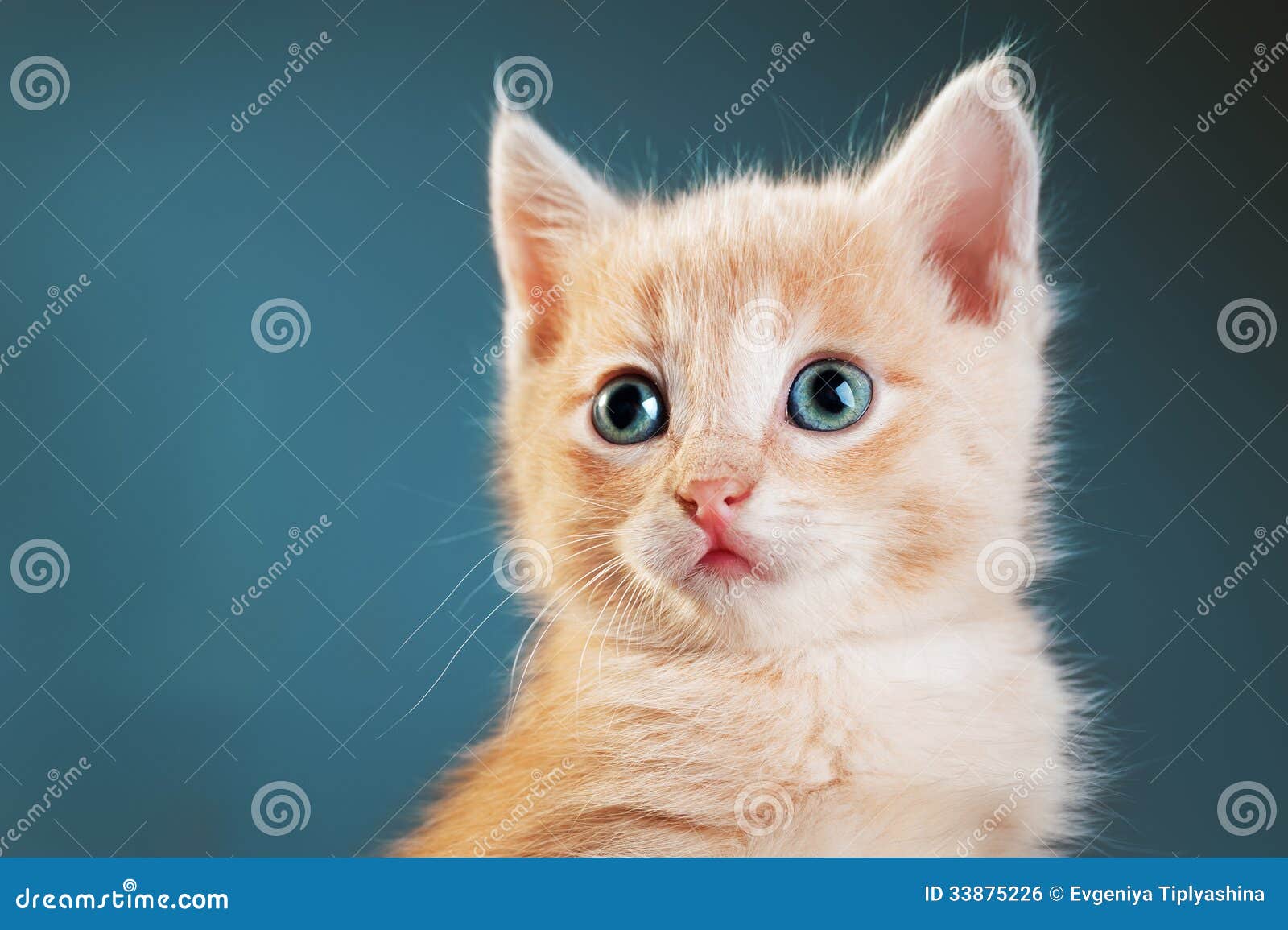 Little red kitten stock photo. Image of domestic, little - 33875226