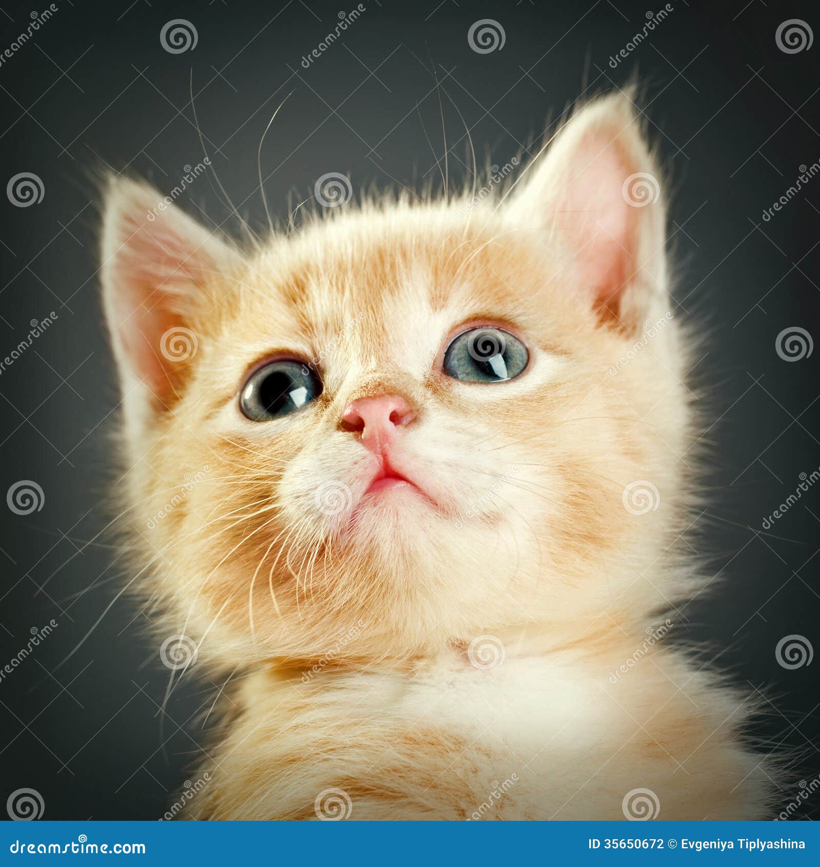Little red kitten stock photo. Image of blue, kitten - 35650672
