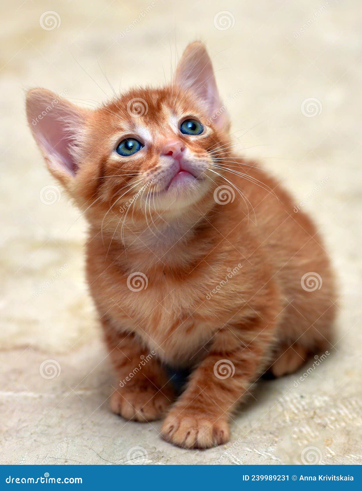 Little Red Kitten on a Light Background Stock Image - Image of kitten ...