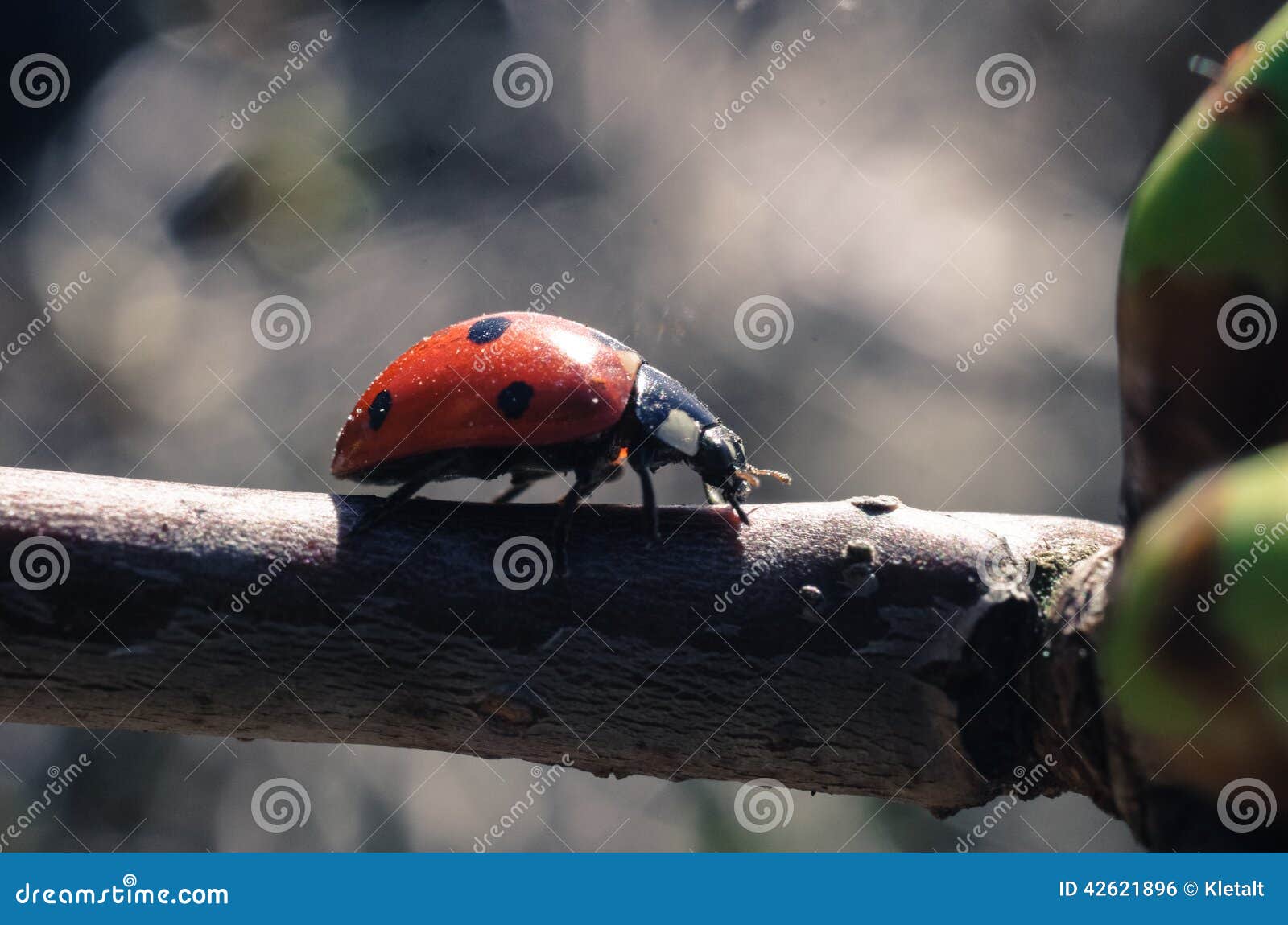 Little red ladybird stock photo. Image of ladybird, tiny - 42621896