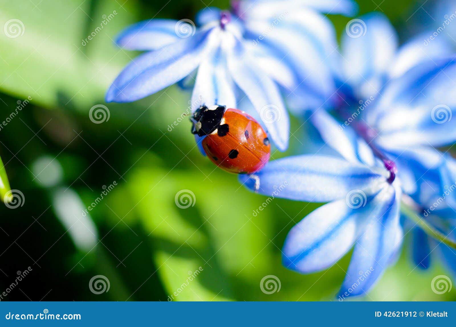 Little red ladybird 1 stock photo. Image of herb, blossoms - 42621912
