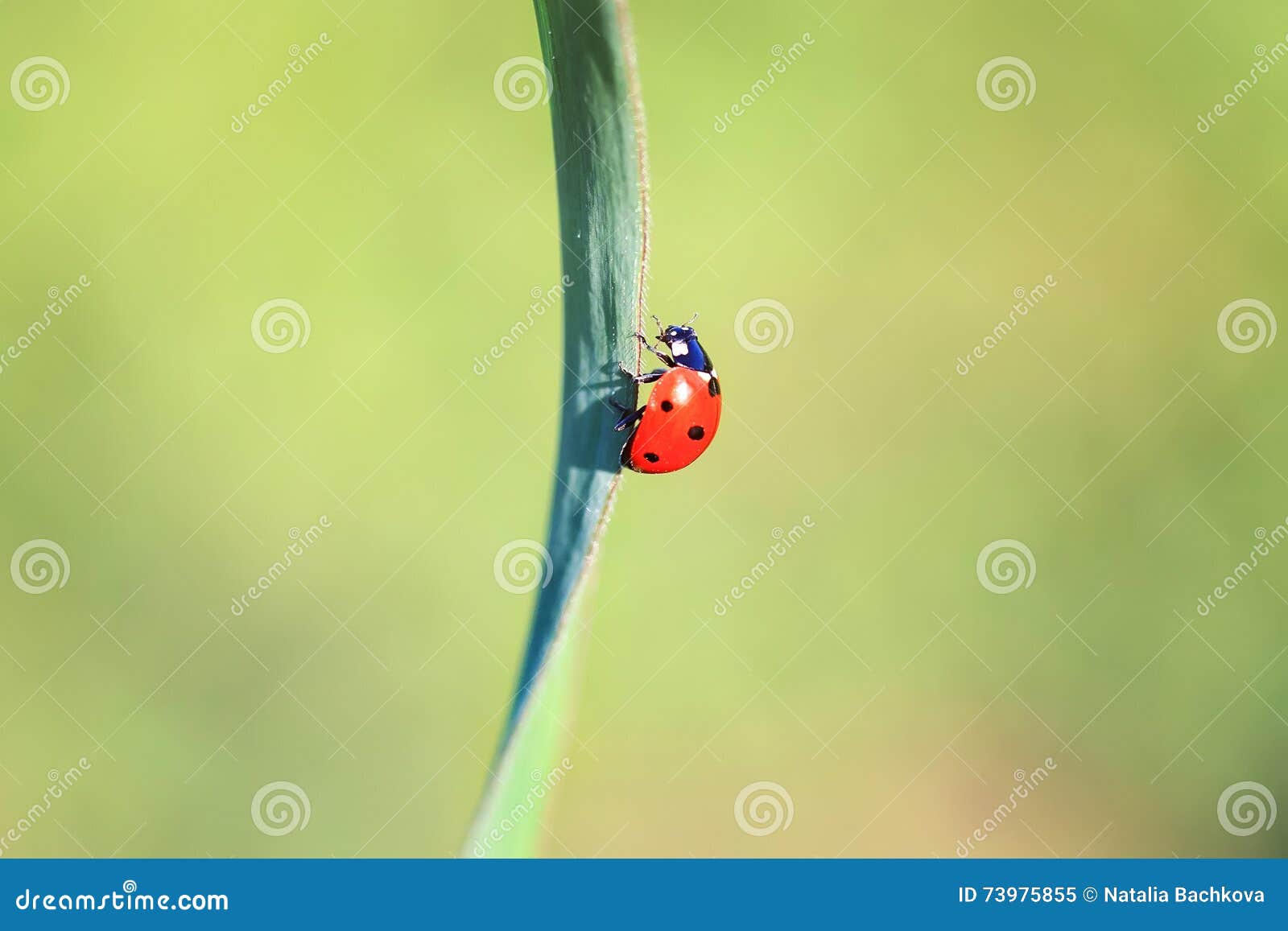 Ladybug Crawling Upside Down On A Fir Needle Stock Photo ...