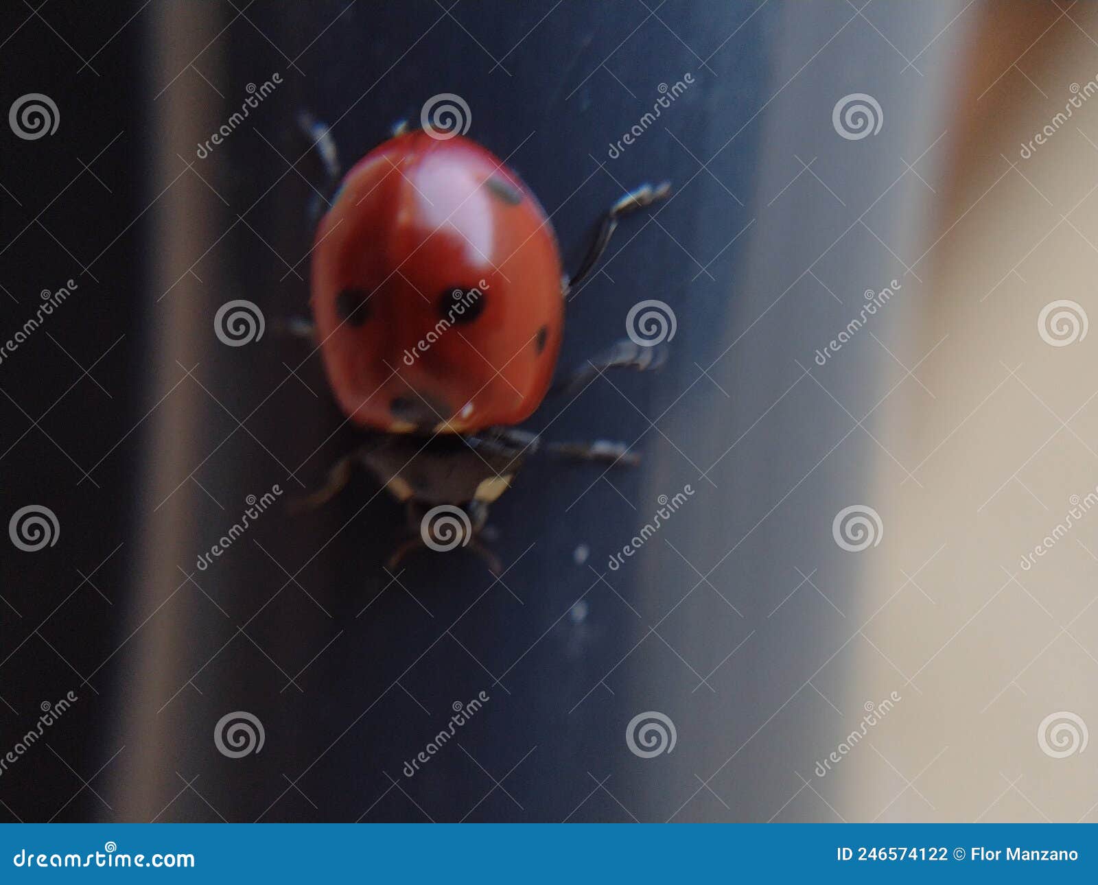 Little Red Ladybug Going Down a Black Tube Stock Photo - Image of ...