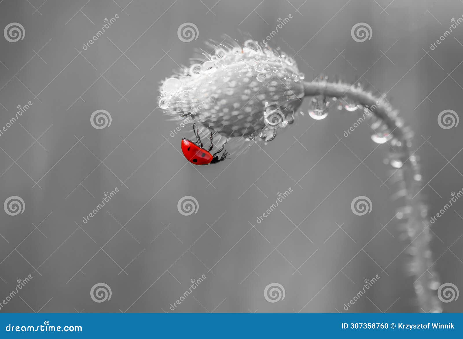 Little Red Ladybug on a Gray Background. Stock Photo - Image of nature ...