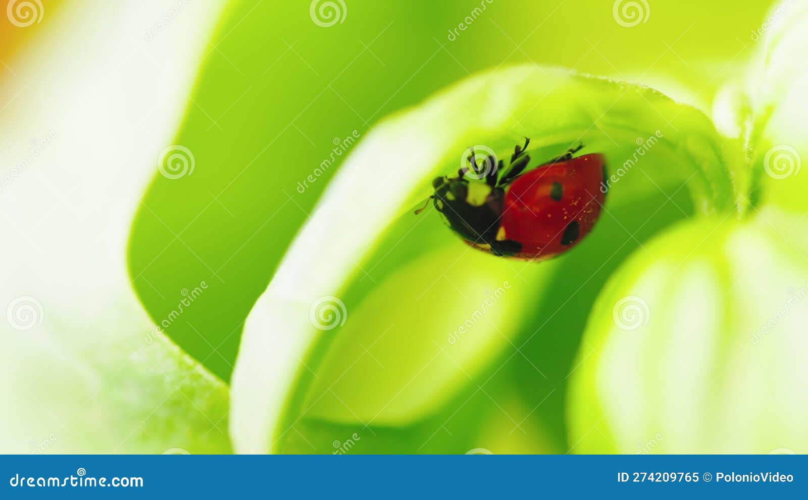 Little Red Ladybug Under the Basil Leaf Stock Video - Video of closeup ...