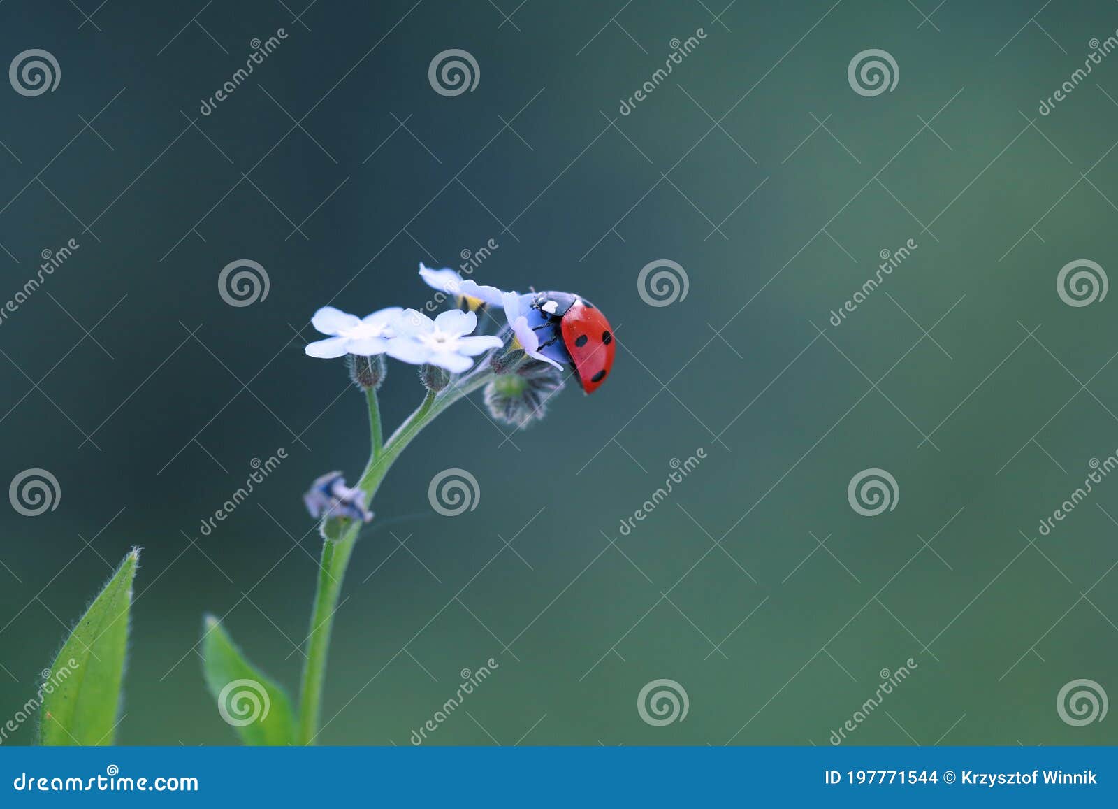 Little Red Ladybug from My Flower Garden Stock Photo - Image of ecology ...