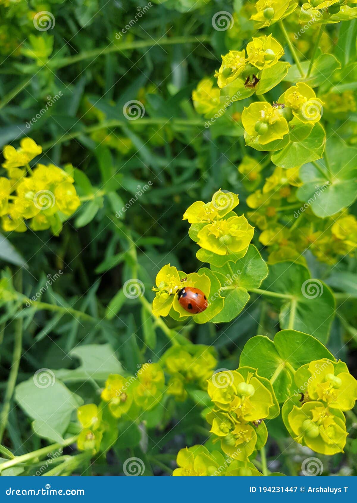 Little Red Ladybug in Natural Background Stock Image - Image of leaf ...