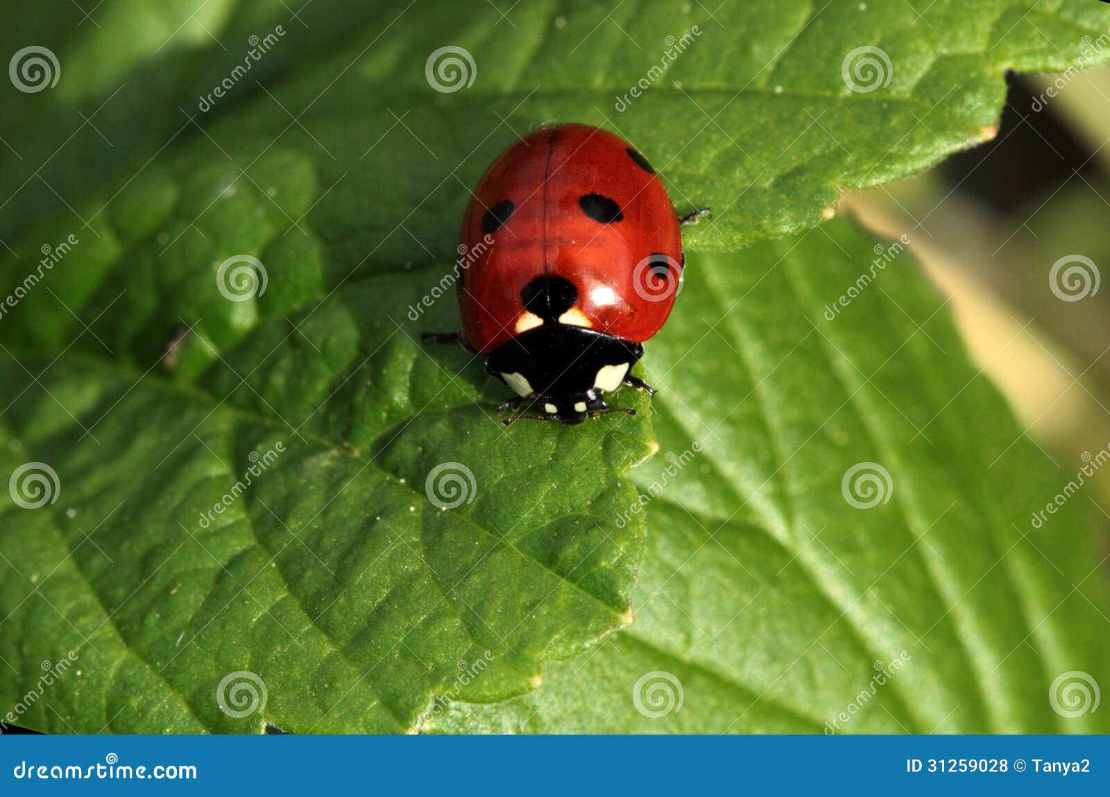 Little red ladybug stock photo. Image of black, cute - 31259028