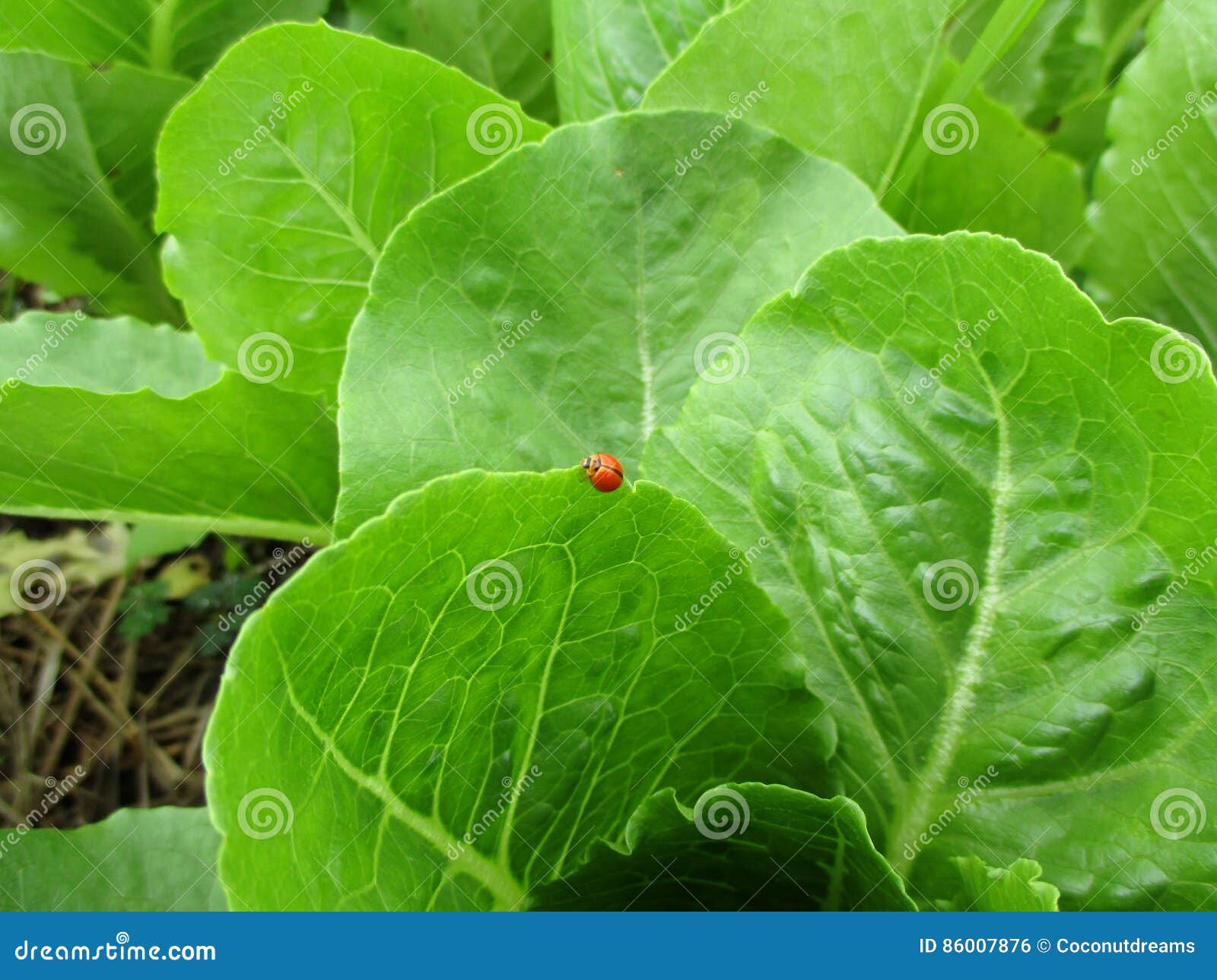Little Red Ladybug Walking on the Edge of Bright Green Vegetable Leaf ...