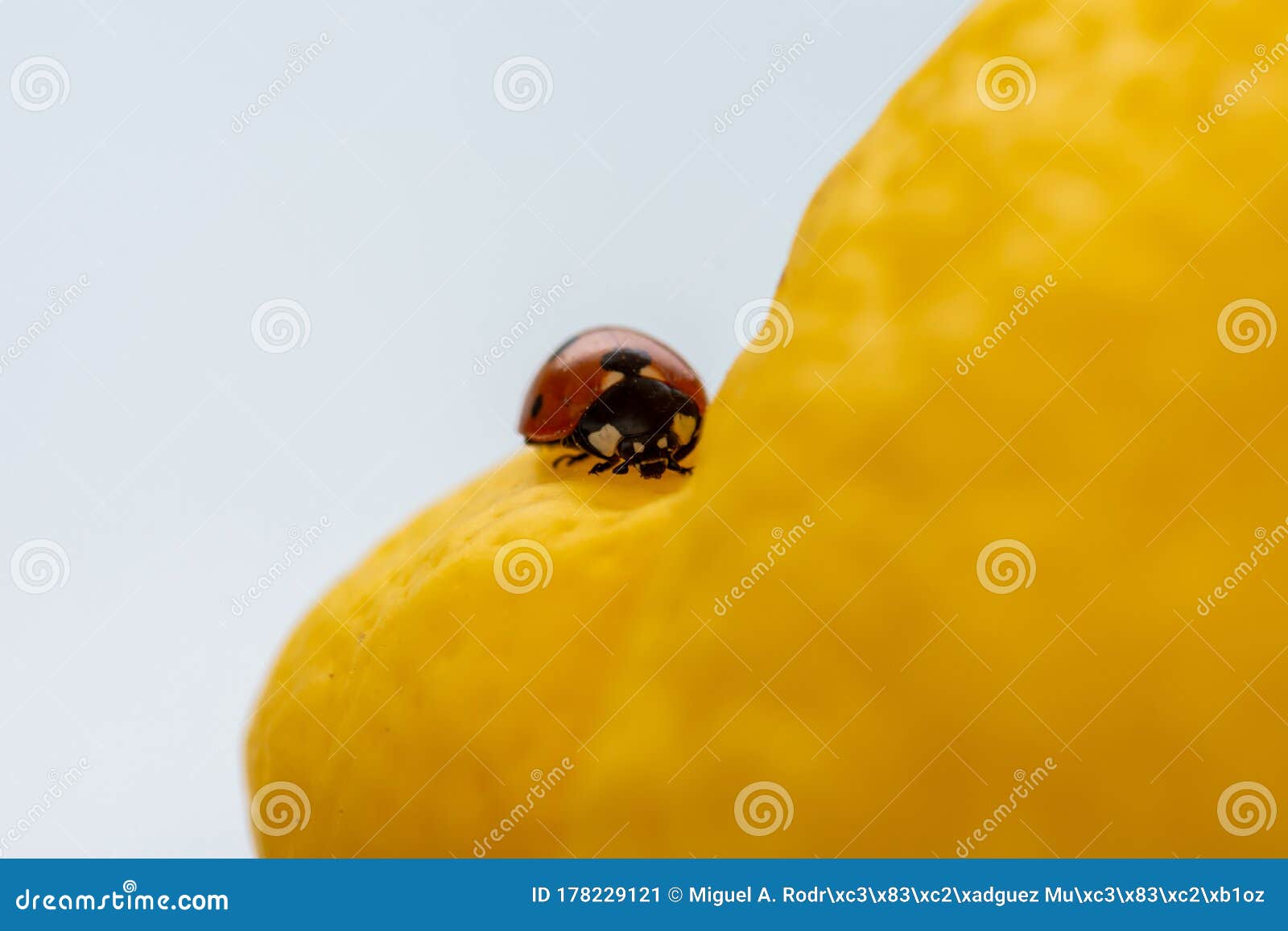 Little Red Ladybug on a Yellow Lemon Stock Image - Image of floral ...