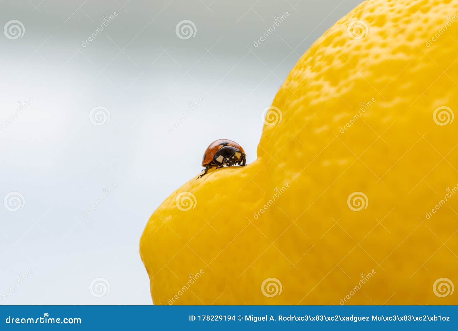 Little Red Ladybug on a Yellow Lemon Stock Photo - Image of fresh ...