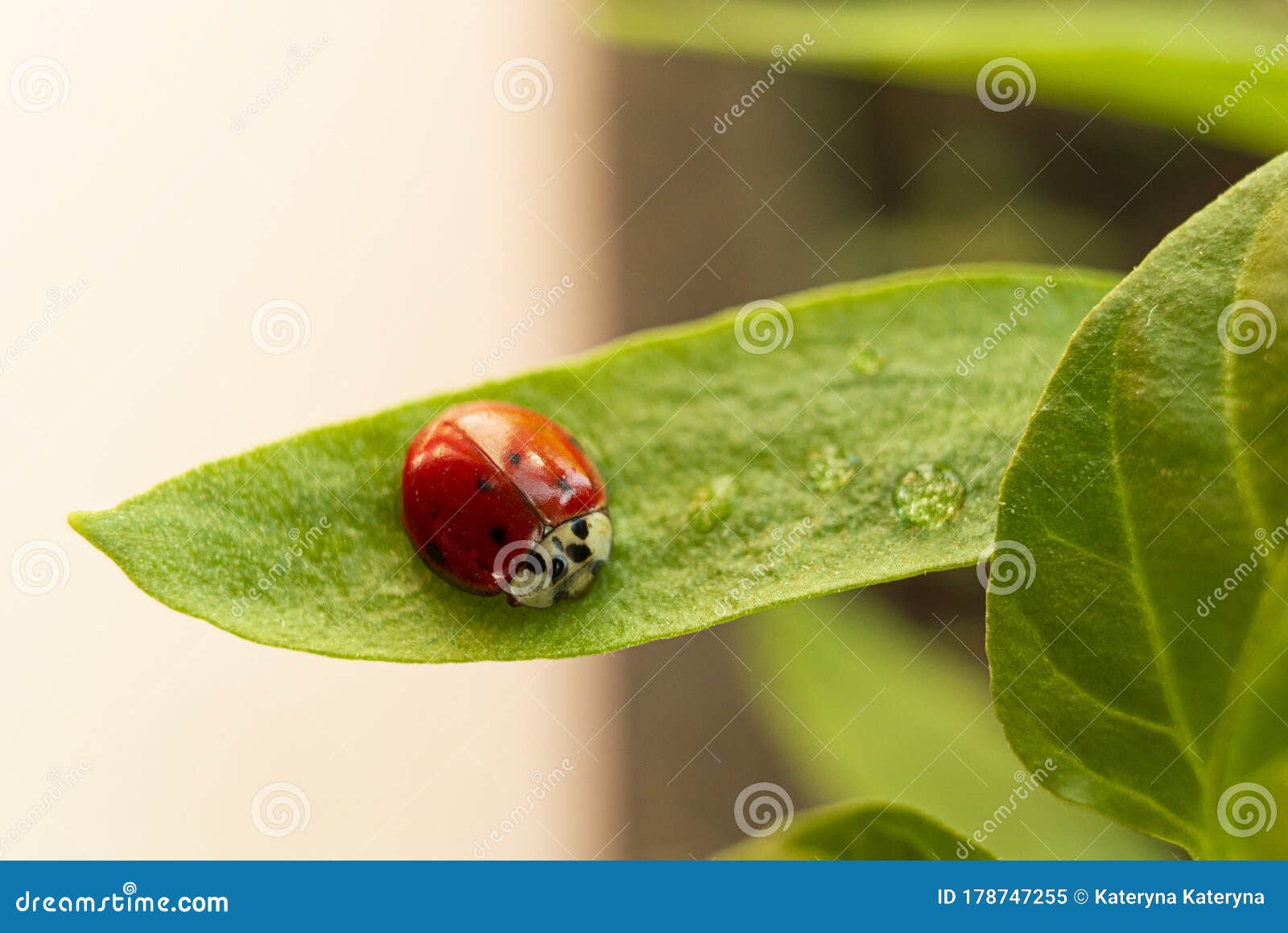 Little Red Ladybugs on Green Fabric Close Up Micro Shot Stock Image ...