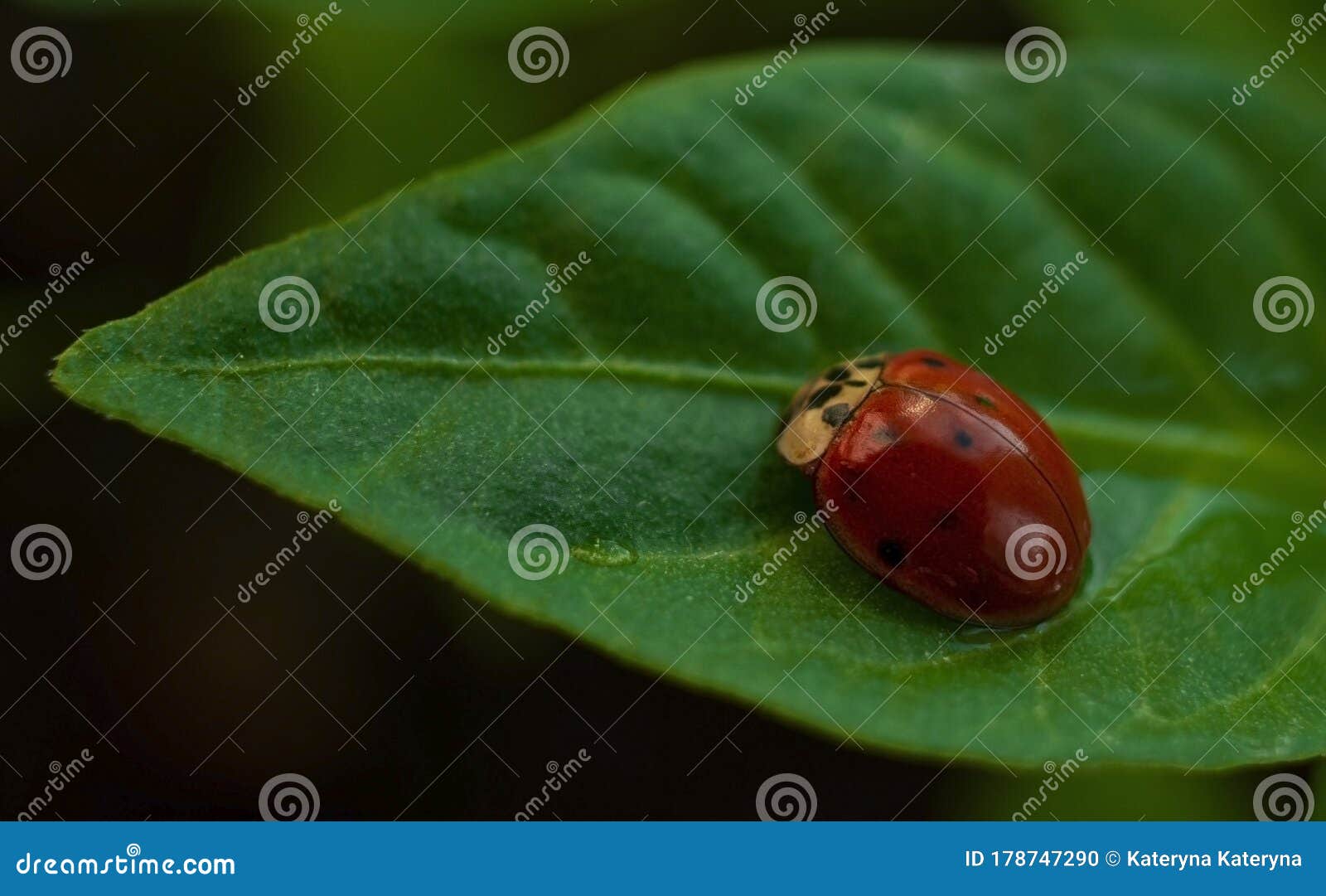 Little Red Ladybugs on Green Fabric Close Up Micro Shot Stock Photo ...