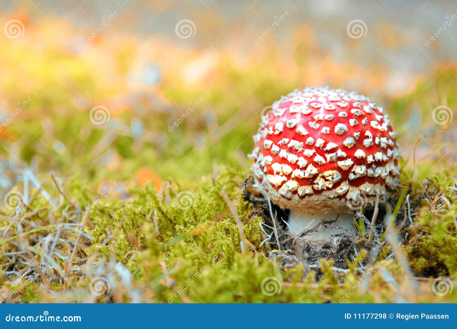 Little Red Mushroom in Autumn Forest Stock Photo - Image of metaphor ...