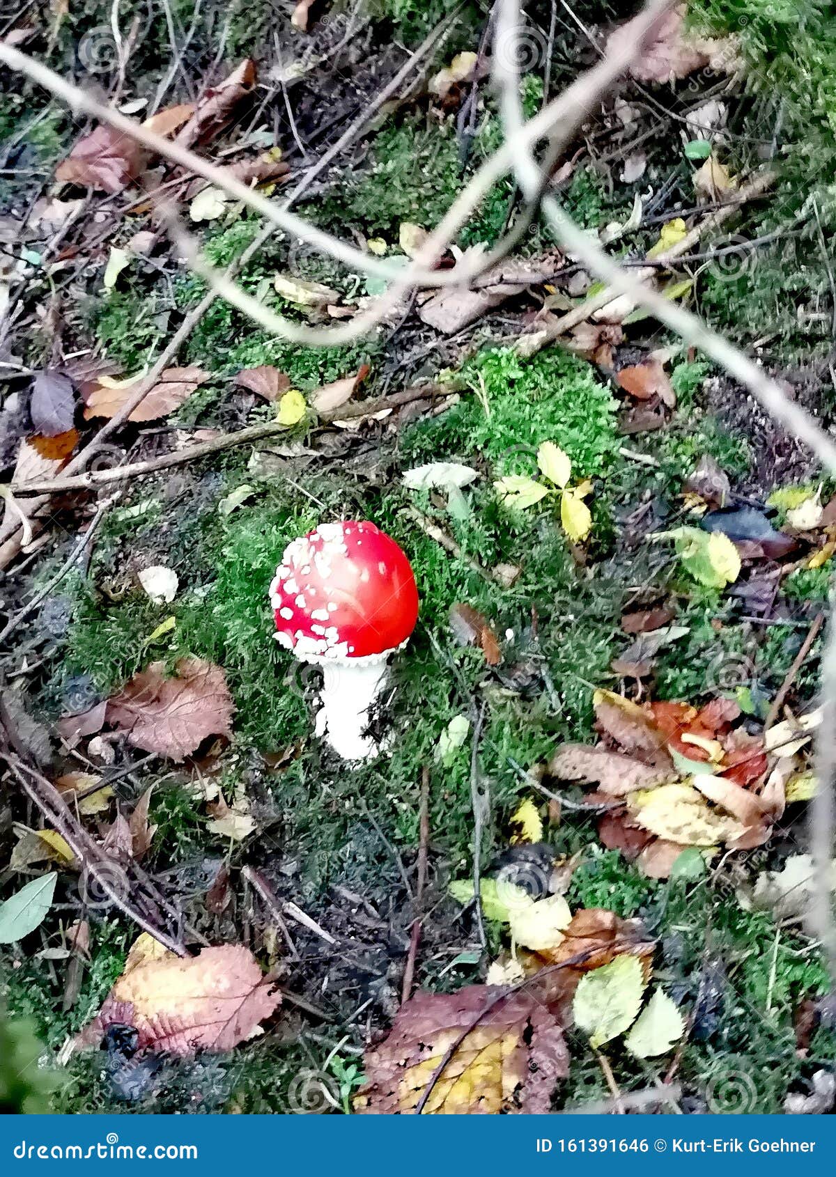 Little Red Mushroom in Moss Stock Photo - Image of moss, mushroom ...