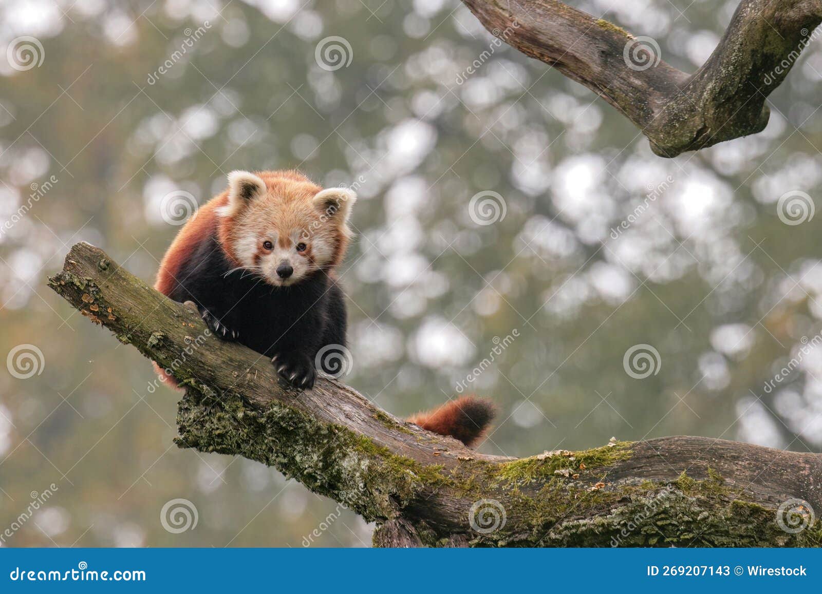 Little red panda on a tree stock image. Image of tree - 269207143