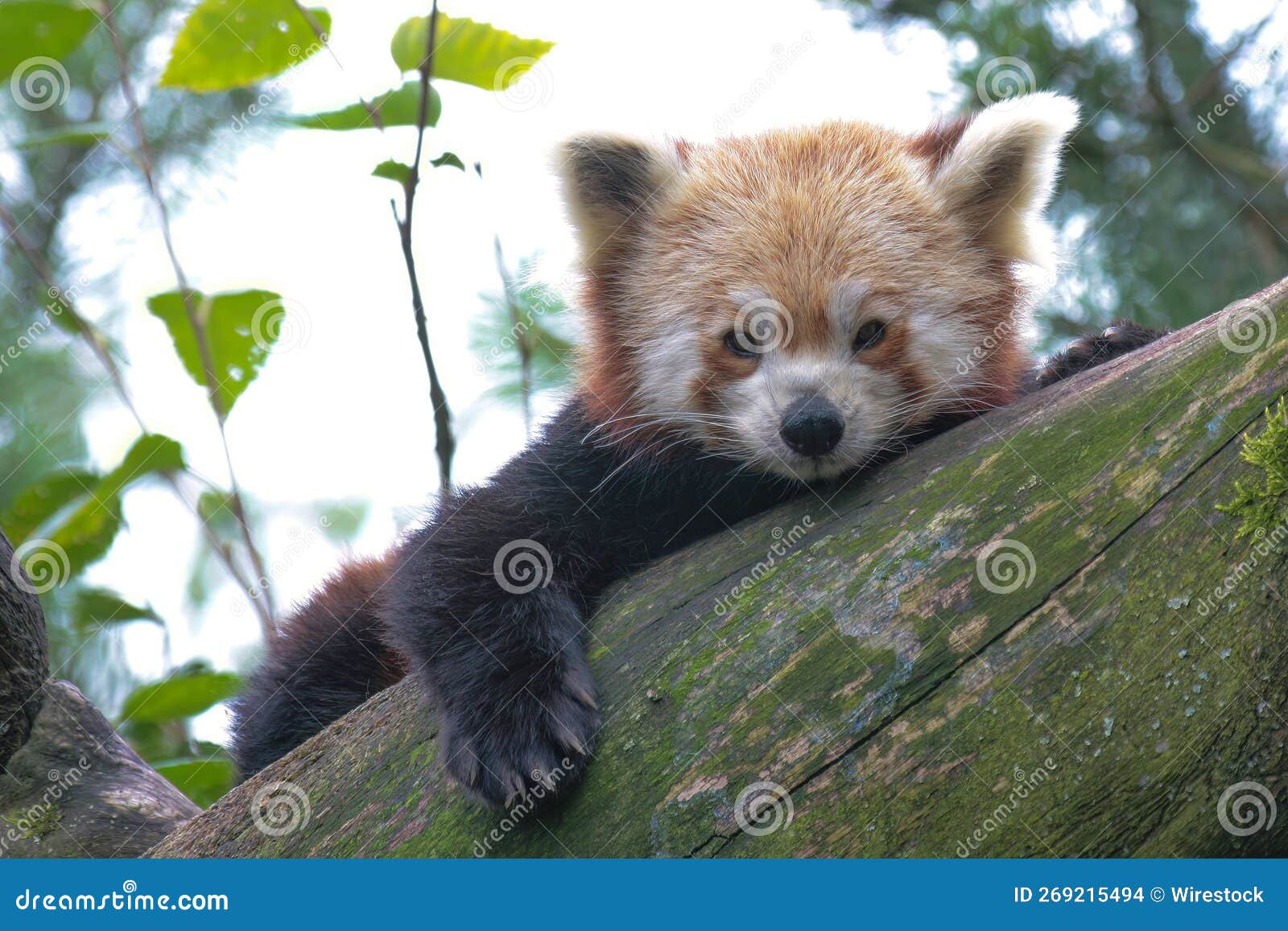 Little Red Panda on the Tree Stock Photo - Image of environment, fauna ...