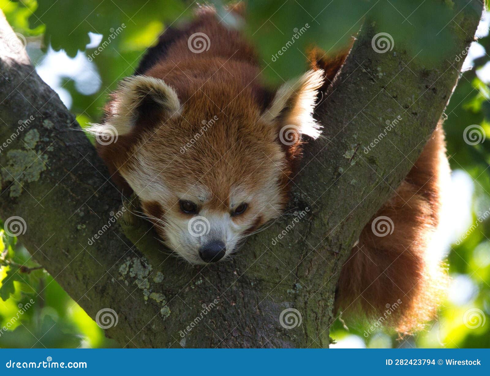 Little Red Panda on the Tree Stock Photo - Image of animal, fauna ...