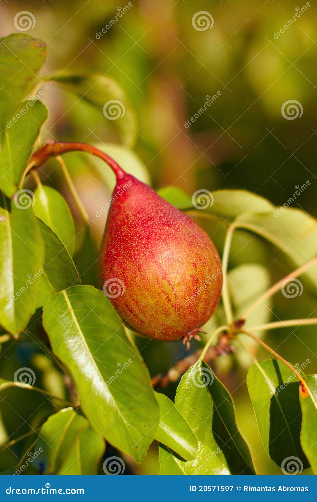 Little Red Pear on Tree stock image. Image of harvest - 20571597
