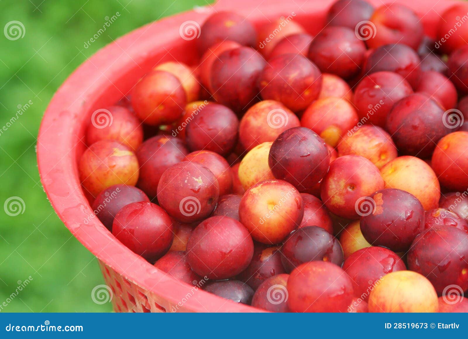 Little red plums stock image. Image of plums, agriculture - 28519673