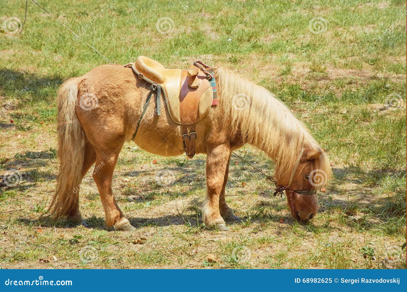 Little Red Pony stock image. Image of small, grazing - 68982625
