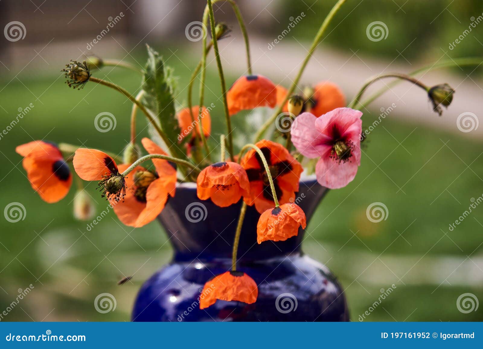 A Little Red Poppies Bouquet Arranged in Classical Style Stock Photo ...