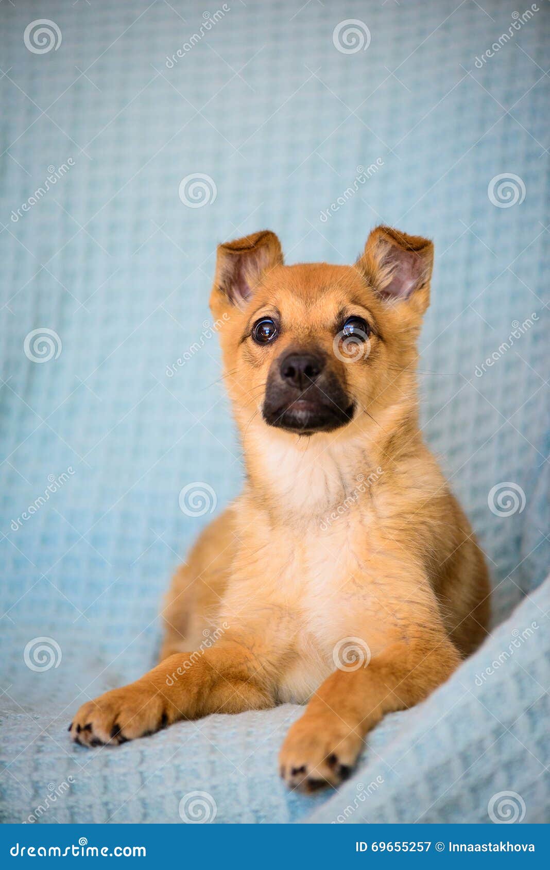 Little red puppy stock image. Image of adorable, animal - 69655257