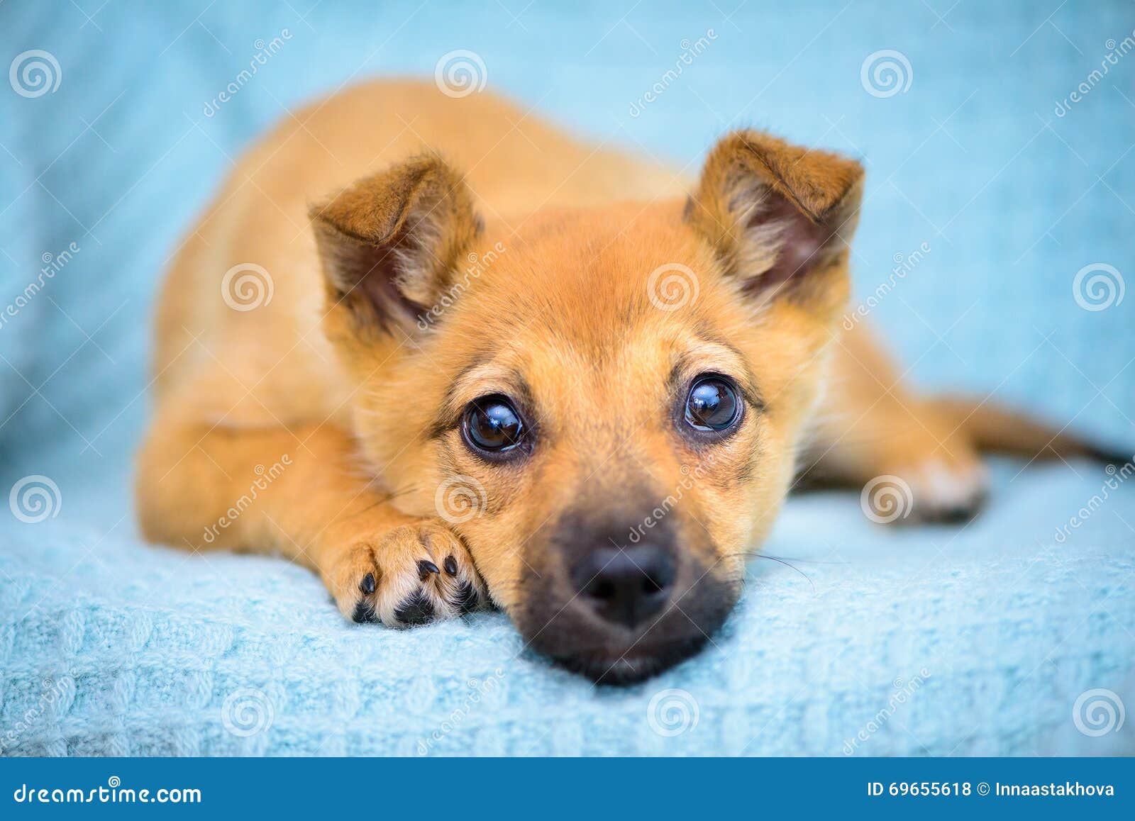 Little red puppy stock photo. Image of purebred, young - 69655618