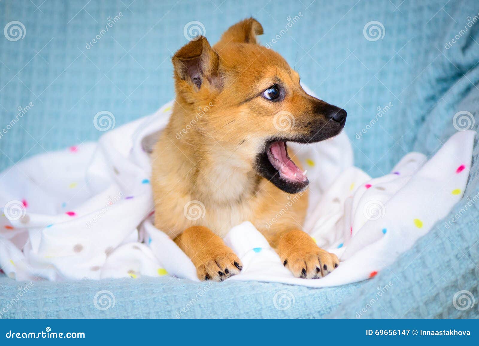 Little red puppy stock image. Image of portrait, expressive - 69656147