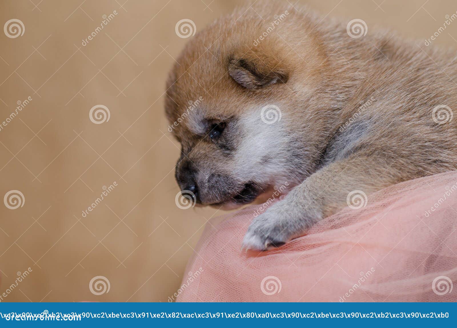 Little red puppy stock photo. Image of small, ball, portrait - 179759574