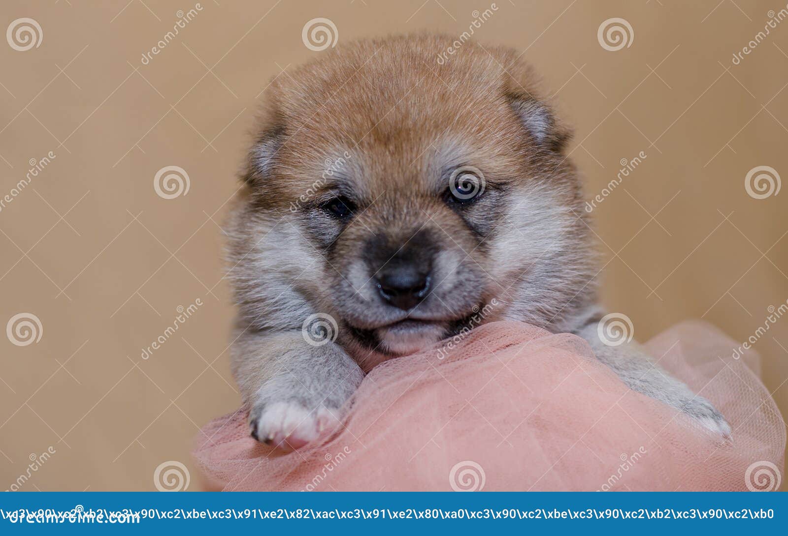 Little red puppy stock image. Image of friendly, breed - 179759595