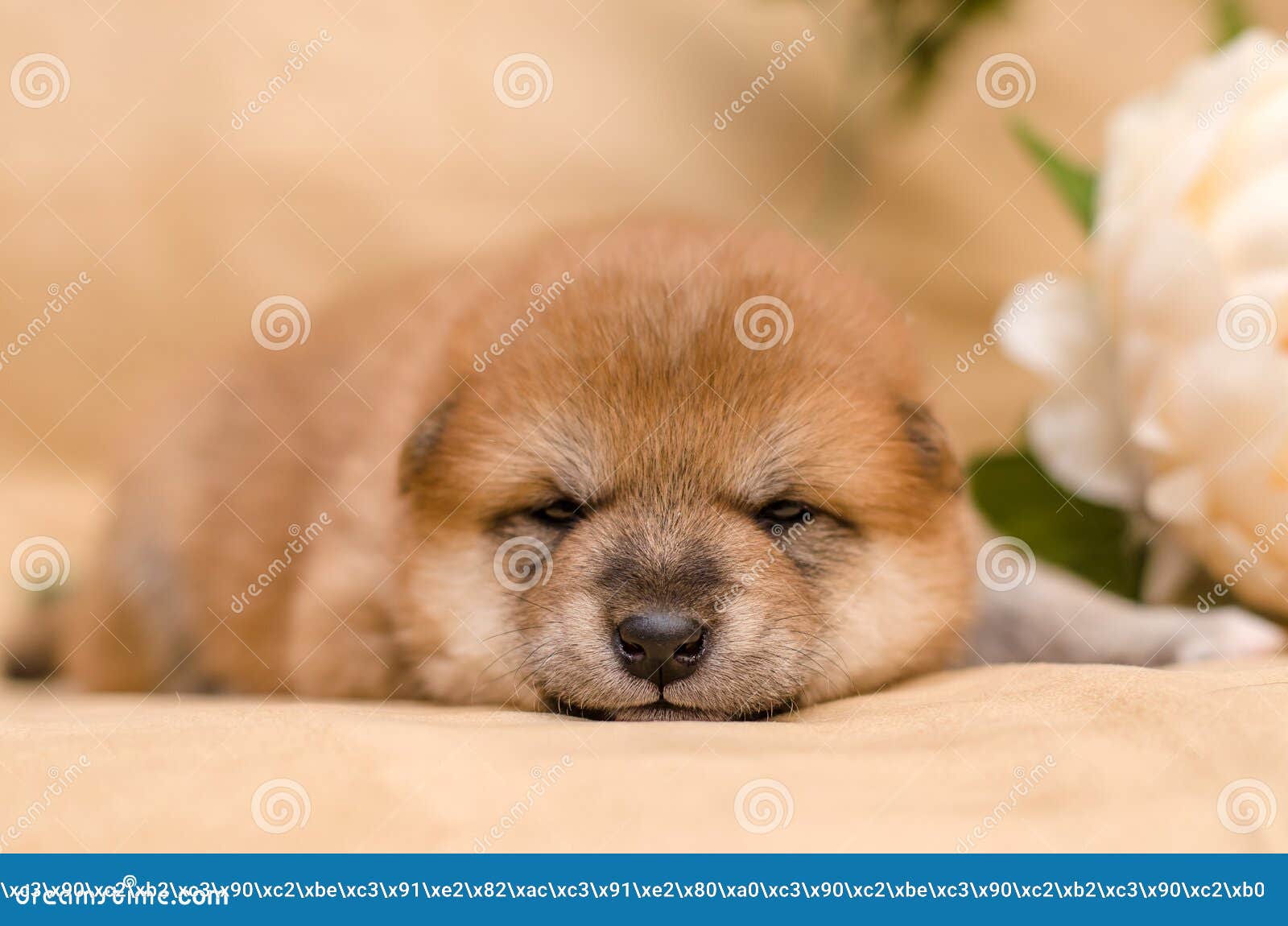 Little red puppy stock photo. Image of puppy, sleeping - 179759626