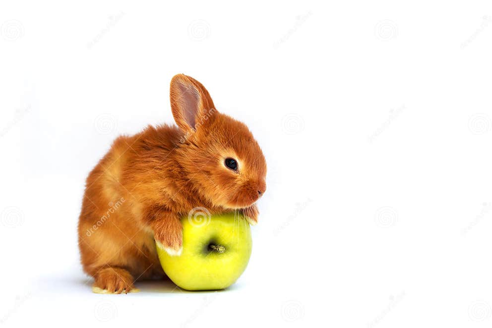 Rabbit with apple stock image. Image of pets, wildlife - 101550463