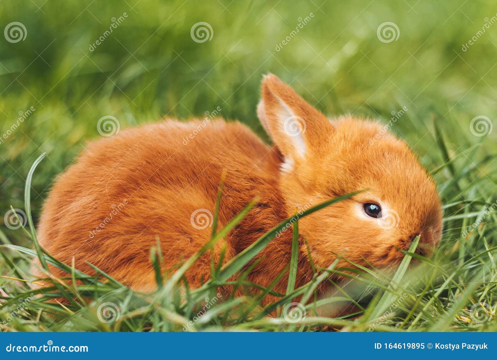 Little Red Rabbit among Green Grass Stock Image - Image of daisies ...