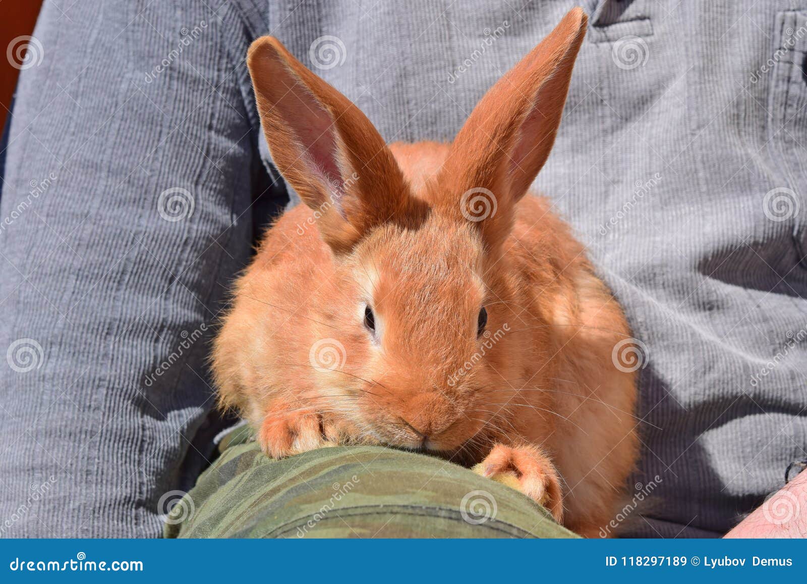 Little Red Rabbit Rabbit Cub Close Up Of Flander Breed Stock Image Image Of Flander Breed