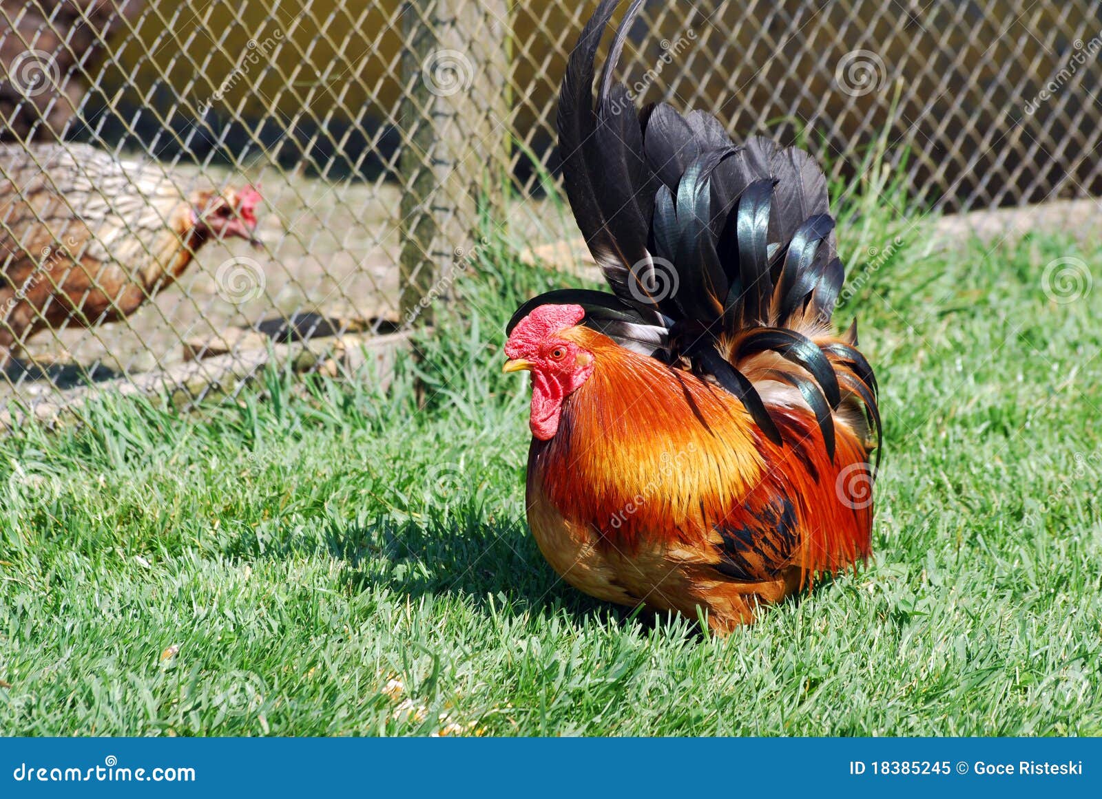 Little red rooster stock image. Image of male, green - 18385245