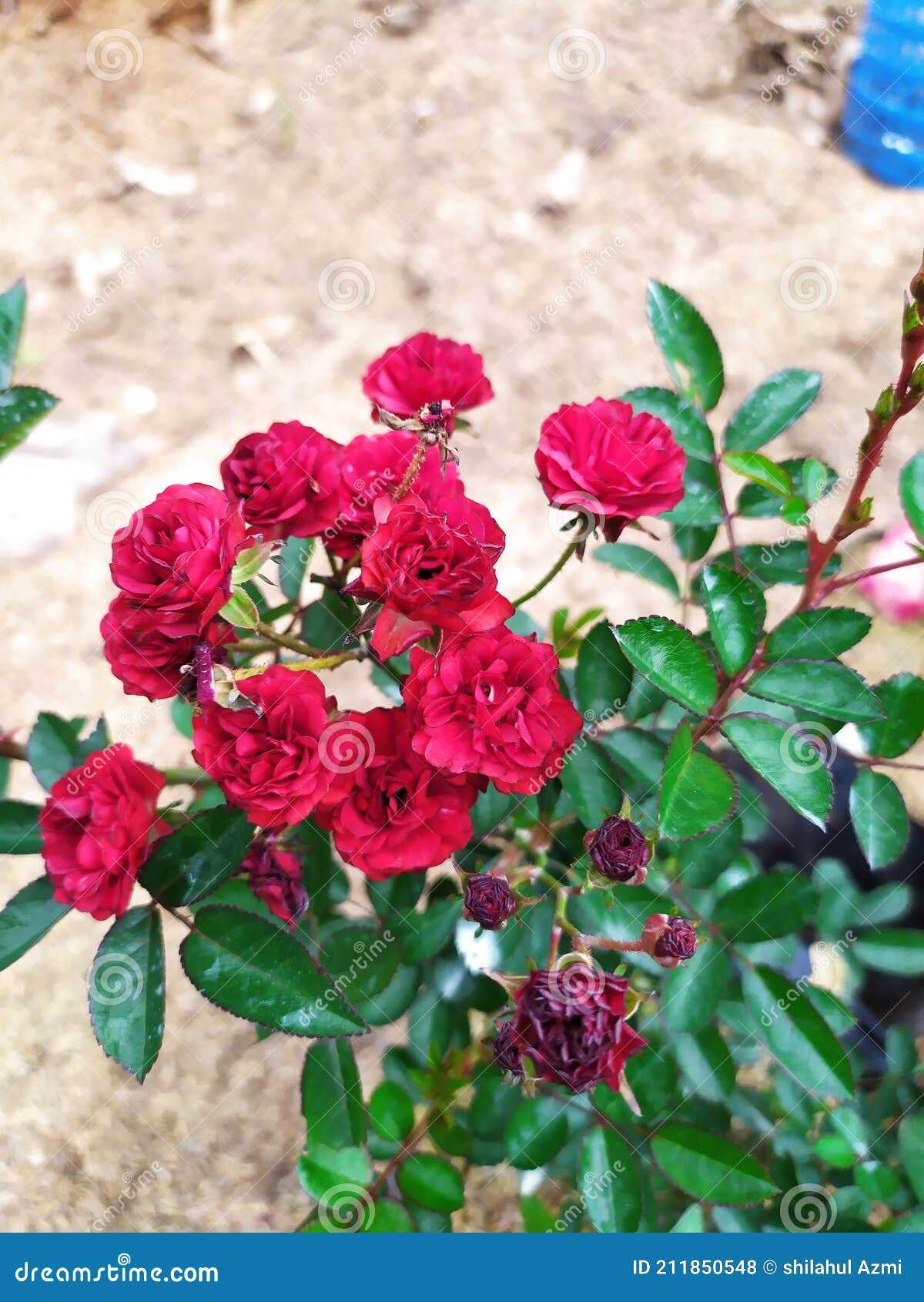 Little red rose stock photo. Image of little, rose, minion - 211850548