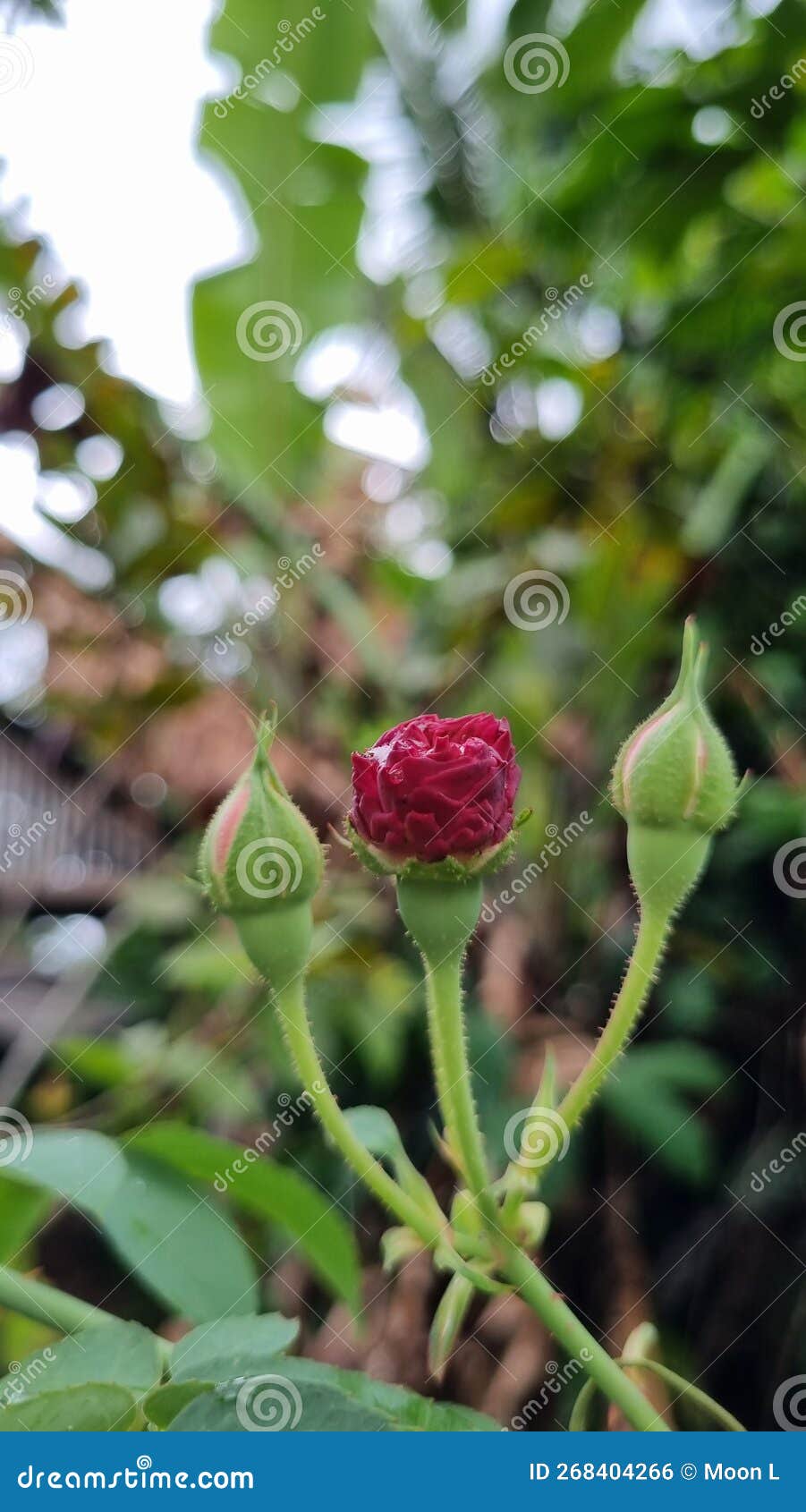 Little red rose stock photo. Image of branch, food, wildflower - 268404266