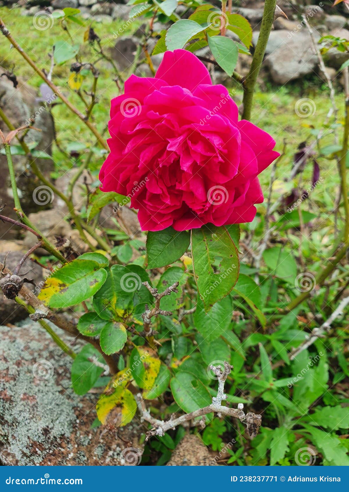 A Little Red Rose Blooms stock image. Image of garden - 238237771