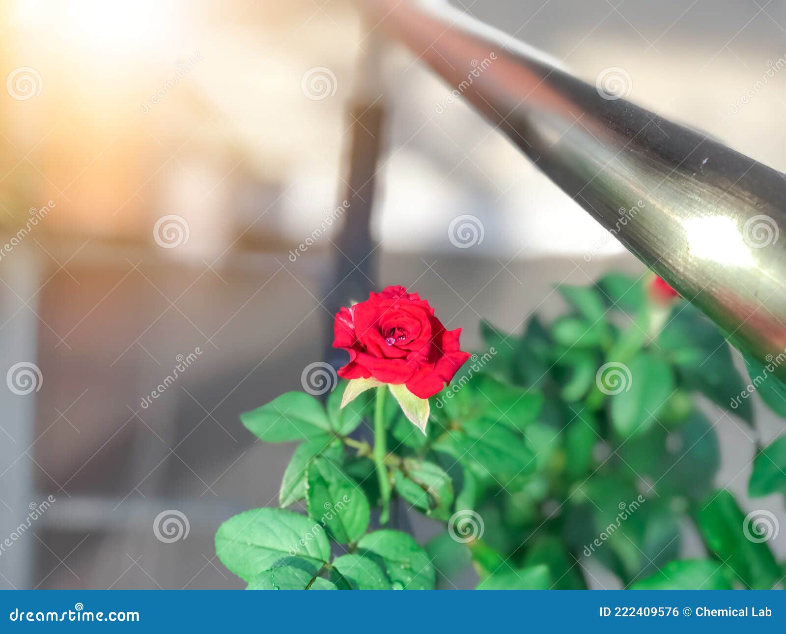 Little red rose flower stock photo. Image of blossom - 222409576