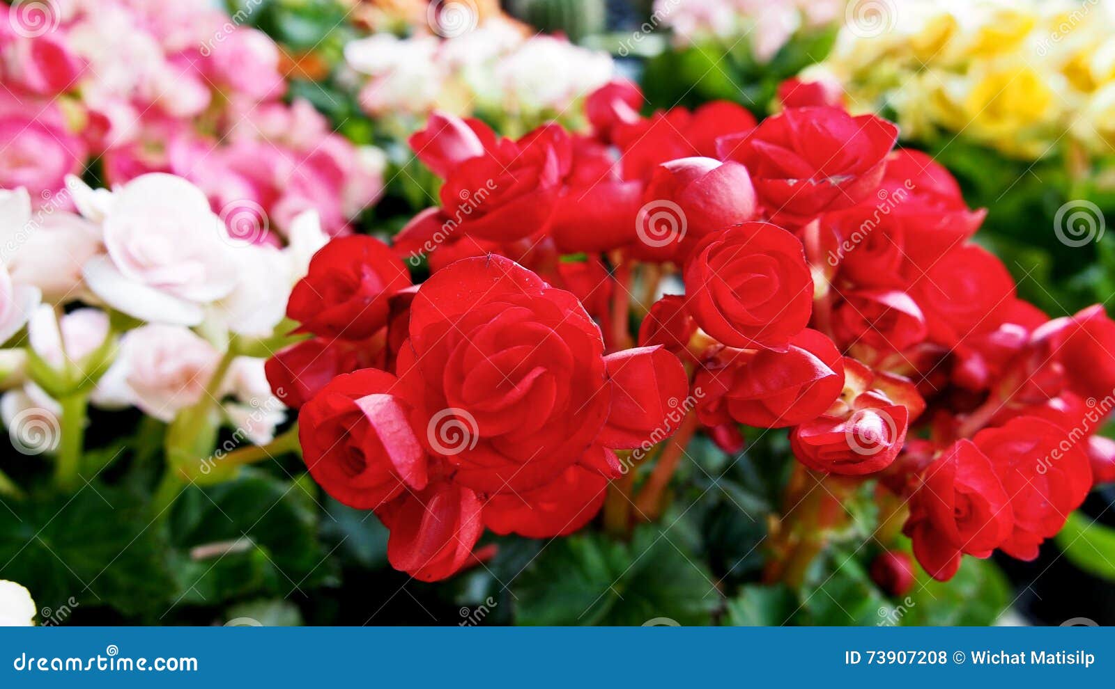 Little Red Rose stock photo. Image of life, floral, flower - 73907208